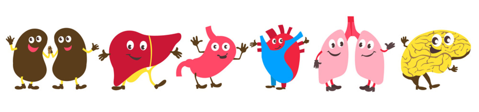 Funny Organs Bilder – Durchsuchen 12,741 Archivfotos, Vektorgrafiken ...