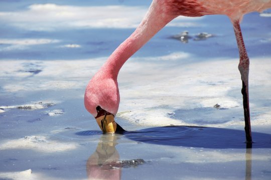 66 BEST Piink IMAGES, STOCK PHOTOS & VECTORS | Adobe Stock