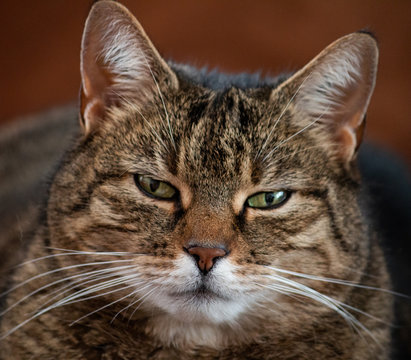 「Tigerkatze」の画像 - 1,051 件の Stock 写真、ベクターおよびビデオ | Adobe Stock