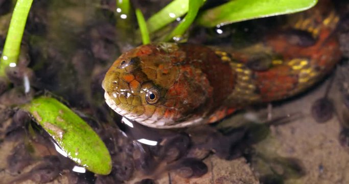 รูปภาพBoana – เลือกดูภาพถ่ายสต็อก เวกเตอร์ และวิดีโอ104 | Adobe Stock
