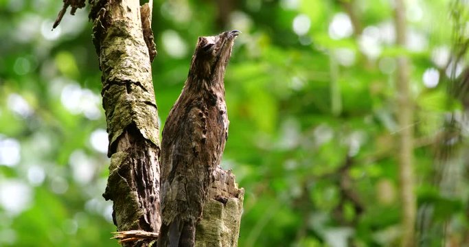 Potoo Imagens – Procure 285 fotos, vetores e vídeos | Adobe Stock