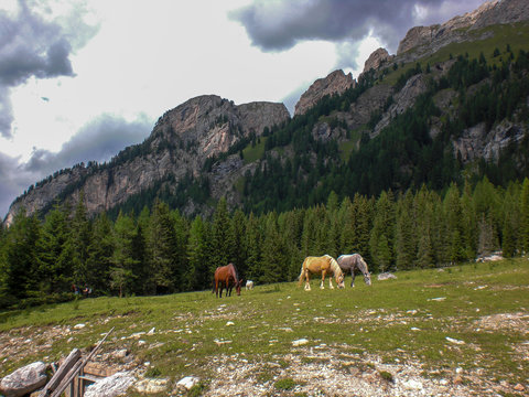 Cavali Images – Browse 12 Stock Photos, Vectors, and Video | Adobe Stock