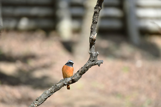 Otterrute Bilder – Durchsuchen 103 Archivfotos, Vektorgrafiken und ...