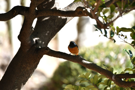 Otterrute Bilder – Durchsuchen 103 Archivfotos, Vektorgrafiken und ...