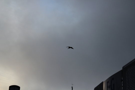 Mastgans Bilder – Durchsuchen 482 Archivfotos, Vektorgrafiken und ...