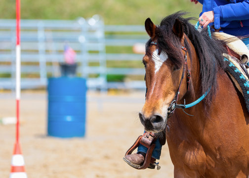 Westernpferd Bilder – Durchsuchen 72,150 Archivfotos, Vektorgrafiken ...