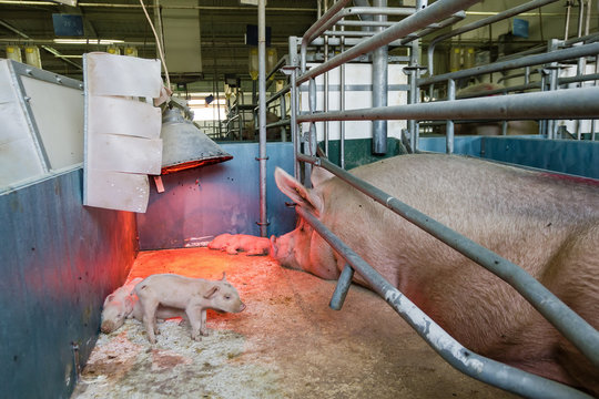 รูปภาพPiggery – เลือกดูภาพถ่ายสต็อก เวกเตอร์ และวิดีโอ12,174 | Adobe Stock