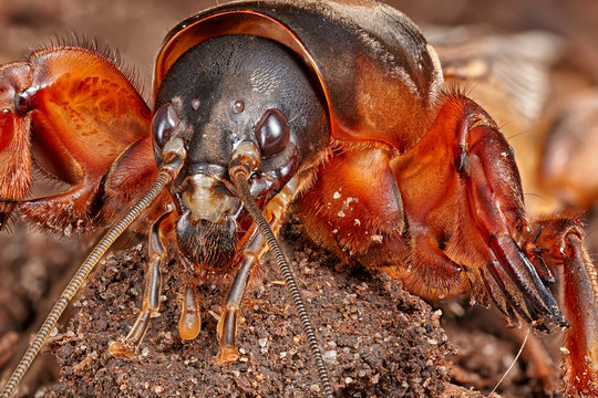 รูปภาพGrylloidea – เลือกดูภาพถ่ายสต็อก เวกเตอร์ และวิดีโอ277 | Adobe Stock