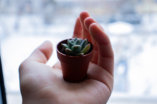 รูปภาพ"Mini Pot" – เลือกดูภาพถ่ายสต็อก เวกเตอร์ และวิดีโอ75 | Adobe Stock