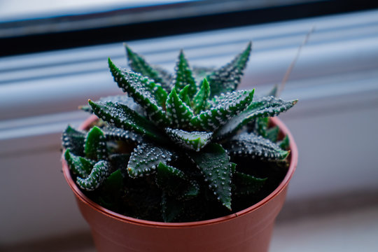 รูปภาพ"Mini Pot" – เลือกดูภาพถ่ายสต็อก เวกเตอร์ และวิดีโอ75 | Adobe Stock