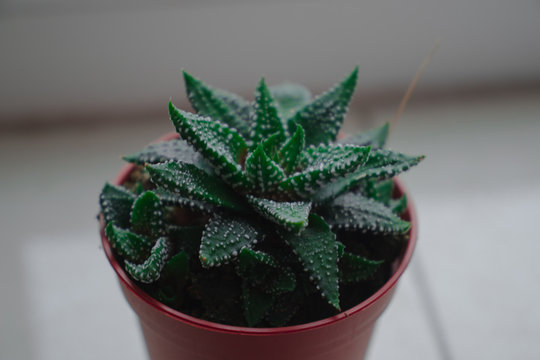 รูปภาพ"Mini Pot" – เลือกดูภาพถ่ายสต็อก เวกเตอร์ และวิดีโอ75 | Adobe Stock