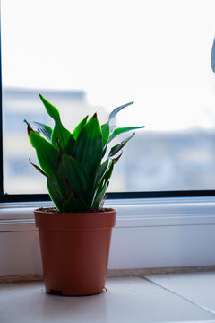 รูปภาพ"Mini Pot" – เลือกดูภาพถ่ายสต็อก เวกเตอร์ และวิดีโอ75 | Adobe Stock