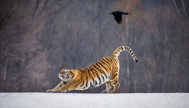 Tiger Stretch Bilder – Durchsuchen 864 Archivfotos, Vektorgrafiken und ...