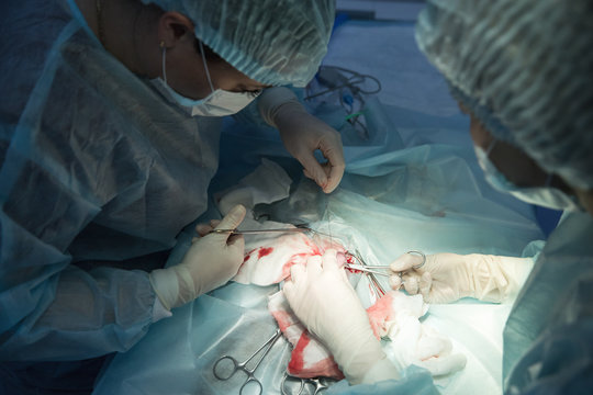 Laparotomy Images – Browse 463 Stock Photos, Vectors, and Video | Adobe ...