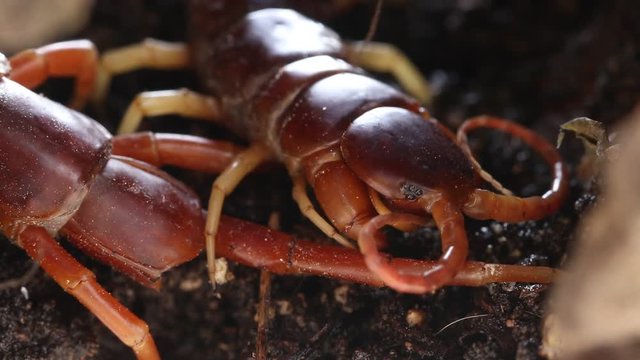 Scolopendromorpha Bilder – Durchsuchen 70 Archivfotos, Vektorgrafiken ...