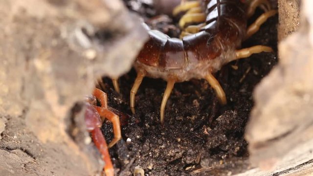 Scolopendromorpha Bilder – Durchsuchen 70 Archivfotos, Vektorgrafiken und Videos | Adobe Stock