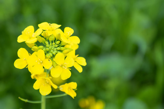 รูปภาพSarso – เลือกดูภาพถ่ายสต็อก เวกเตอร์ และวิดีโอ688 | Adobe Stock