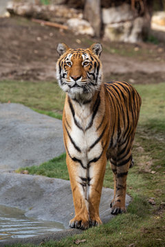 Tieger Bilder – Durchsuchen 507 Archivfotos, Vektorgrafiken und Videos ...