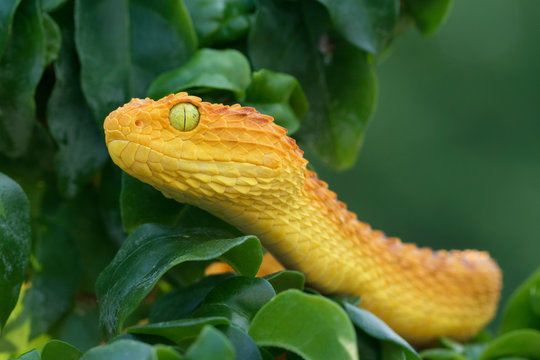 Horned Bush Viper