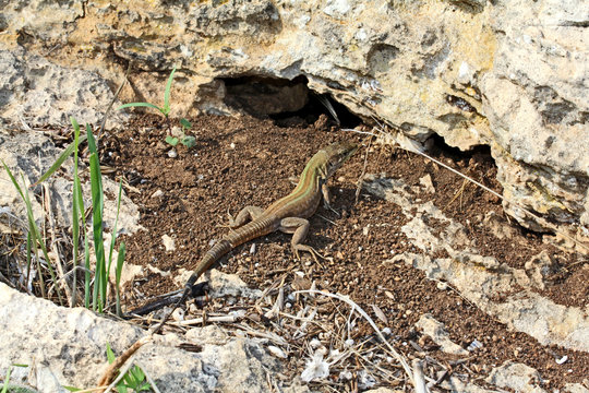 รูปภาพSauri – เลือกดูภาพถ่ายสต็อก เวกเตอร์ และวิดีโอ746 | Adobe Stock