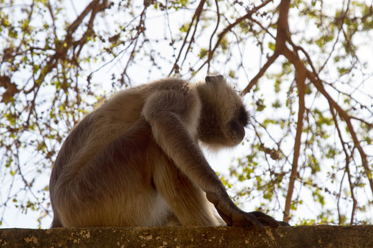 "Bunch Monkeys" Immagini - Sfoglia 134 foto, vettoriali e video Stock ...