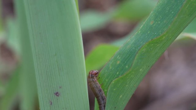 รูปภาพFaw – เลือกดูภาพถ่ายสต็อก เวกเตอร์ และวิดีโอ549 | Adobe Stock