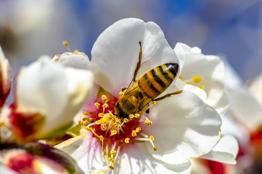 Sirfide-Bilder: Stock-Fotos & -Videos. | Adobe Stock