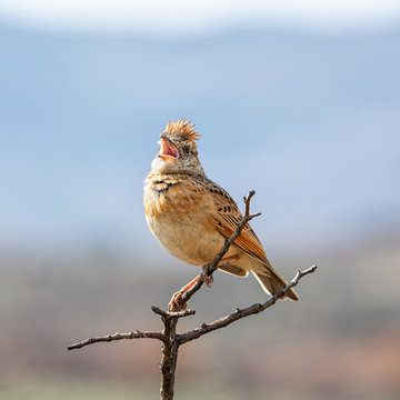 "Bush Lark"-Bilder: Stock-Fotos & -Videos. | Adobe Stock