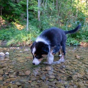 รูปภาพNala – เลือกดูภาพถ่ายสต็อก เวกเตอร์ และวิดีโอ3,657 | Adobe Stock