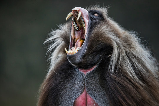 รูปภาพBaboon – เลือกดูภาพถ่ายสต็อก เวกเตอร์ และวิดีโอ67,672 | Adobe Stock