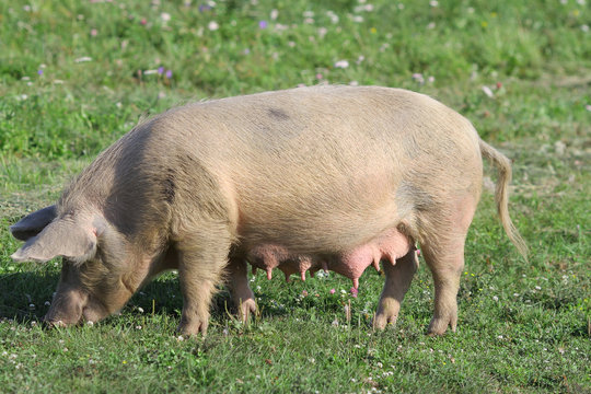 Adult Pig Side View