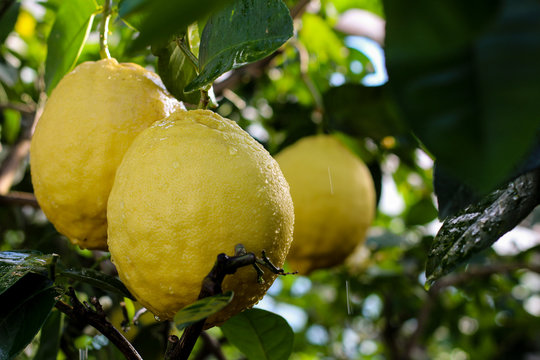 Limonare-Bilder: Stock-Fotos & -Videos. | Adobe Stock