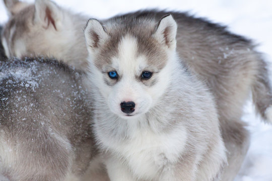 How Do You Know If A Husky Is Bi Eyed