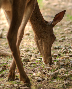 「Bicha」の写真素材 | 13件の無料イラスト画像 | Adobe Stock