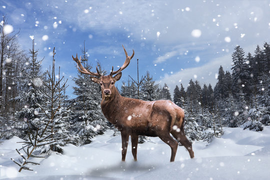 รูปภาพHirsch – เลือกดูภาพถ่ายสต็อก เวกเตอร์ และวิดีโอ42,145 | Adobe Stock