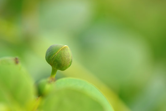 Kapers Bilder – Durchsuchen 439 Archivfotos, Vektorgrafiken und Videos ...