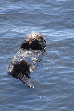 Baby-Animal bilder – Bläddra bland 194 stockfoton, vektorer och videor ...