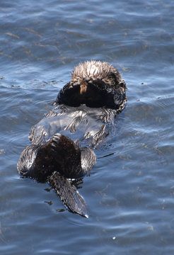 Baby-Animal bilder – Bläddra bland 192 stockfoton, vektorer och videor ...