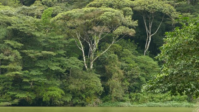 Jungle-Scape Images – Browse 3 Stock Photos, Vectors, and Video | Adobe ...