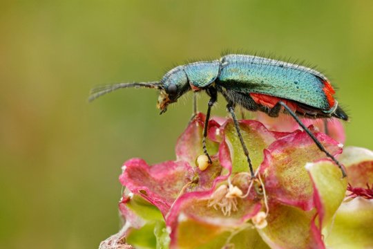รูปภาพMalachius – เลือกดูภาพถ่ายสต็อก เวกเตอร์ และวิดีโอ116 | Adobe Stock