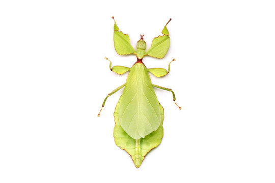 Imágenes de Phyllidae: descubre bancos de fotos, ilustraciones ...