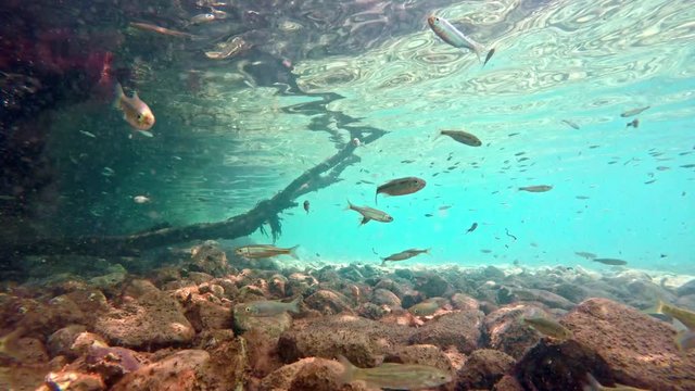 Minnows Images – Browse 15,223 Stock Photos, Vectors, and Video | Adobe ...