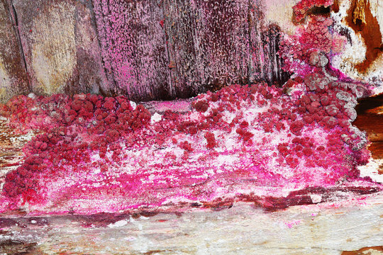 รูปภาพLignin – เลือกดูภาพถ่ายสต็อก เวกเตอร์ และวิดีโอ1,453 | Adobe Stock