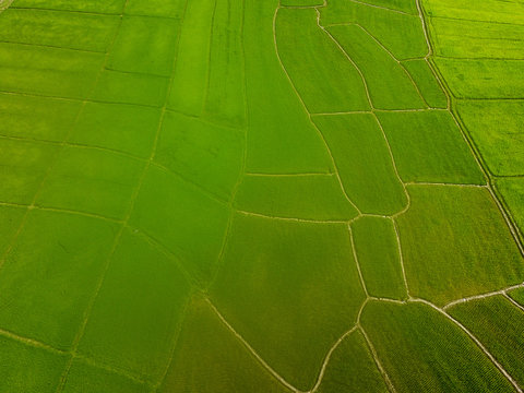 "Rice Field Drone" Images – Browse 28 Stock Photos, Vectors, and Video ...