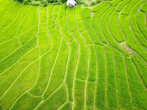 "Rice Field Drone" Images – Browse 28 Stock Photos, Vectors, and Video ...