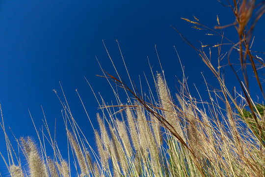 รูปภาพMatojo – เลือกดูภาพถ่ายสต็อก เวกเตอร์ และวิดีโอ159 | Adobe Stock