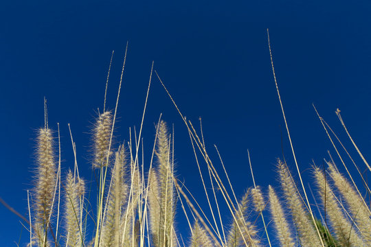 รูปภาพMatojo – เลือกดูภาพถ่ายสต็อก เวกเตอร์ และวิดีโอ159 | Adobe Stock