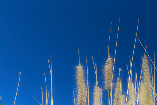 Matojo bilder – Bläddra bland 158 stockfoton, vektorer och videor ...