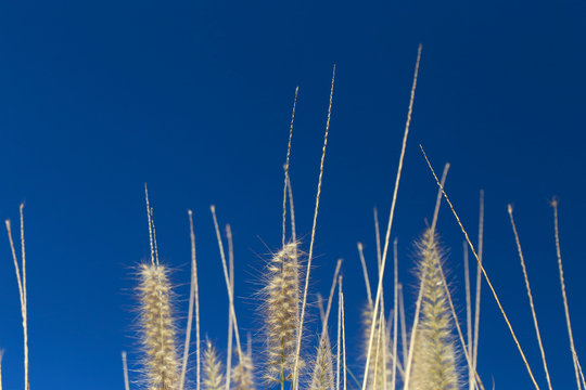 รูปภาพMatojo – เลือกดูภาพถ่ายสต็อก เวกเตอร์ และวิดีโอ159 | Adobe Stock