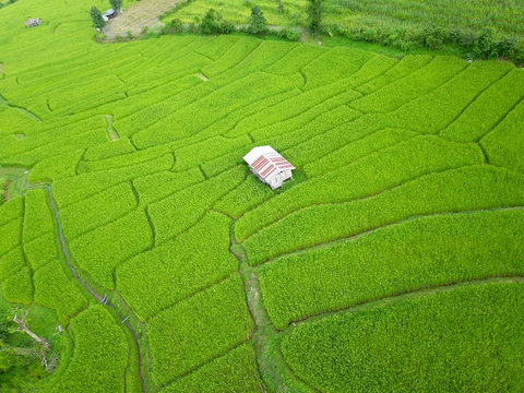 "Rice Field Drone" Images – Browse 28 Stock Photos, Vectors, and Video ...